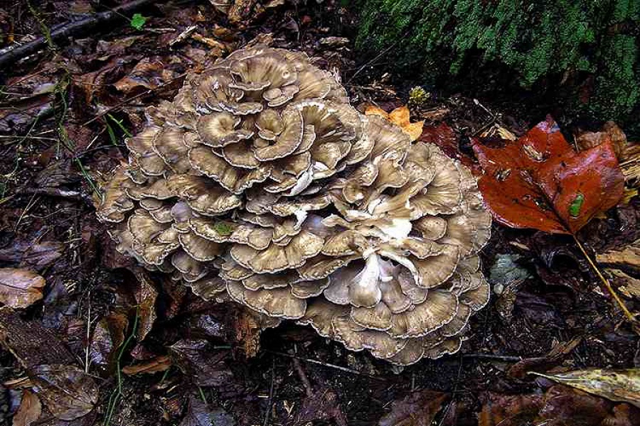 Hen of the Woods - Grifola frondosa - Maitake - Γριφίσκη η